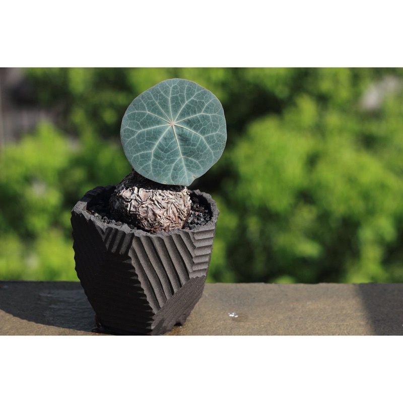 大葉山烏龜 藍葉山烏龜 stephania sp. nova kaweesakii 塊根 | 蝦皮購物