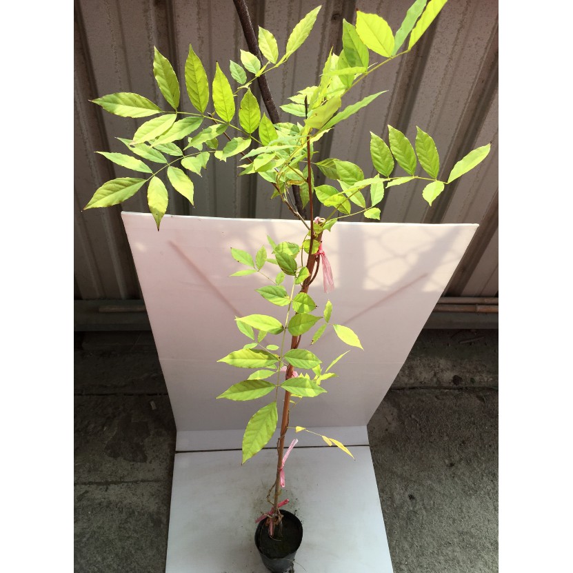 花囍園_藤蔓觀賞—日本紫藤(竹桿)--紫藤屬~花期 4~9月 /4吋 | 蝦皮購物