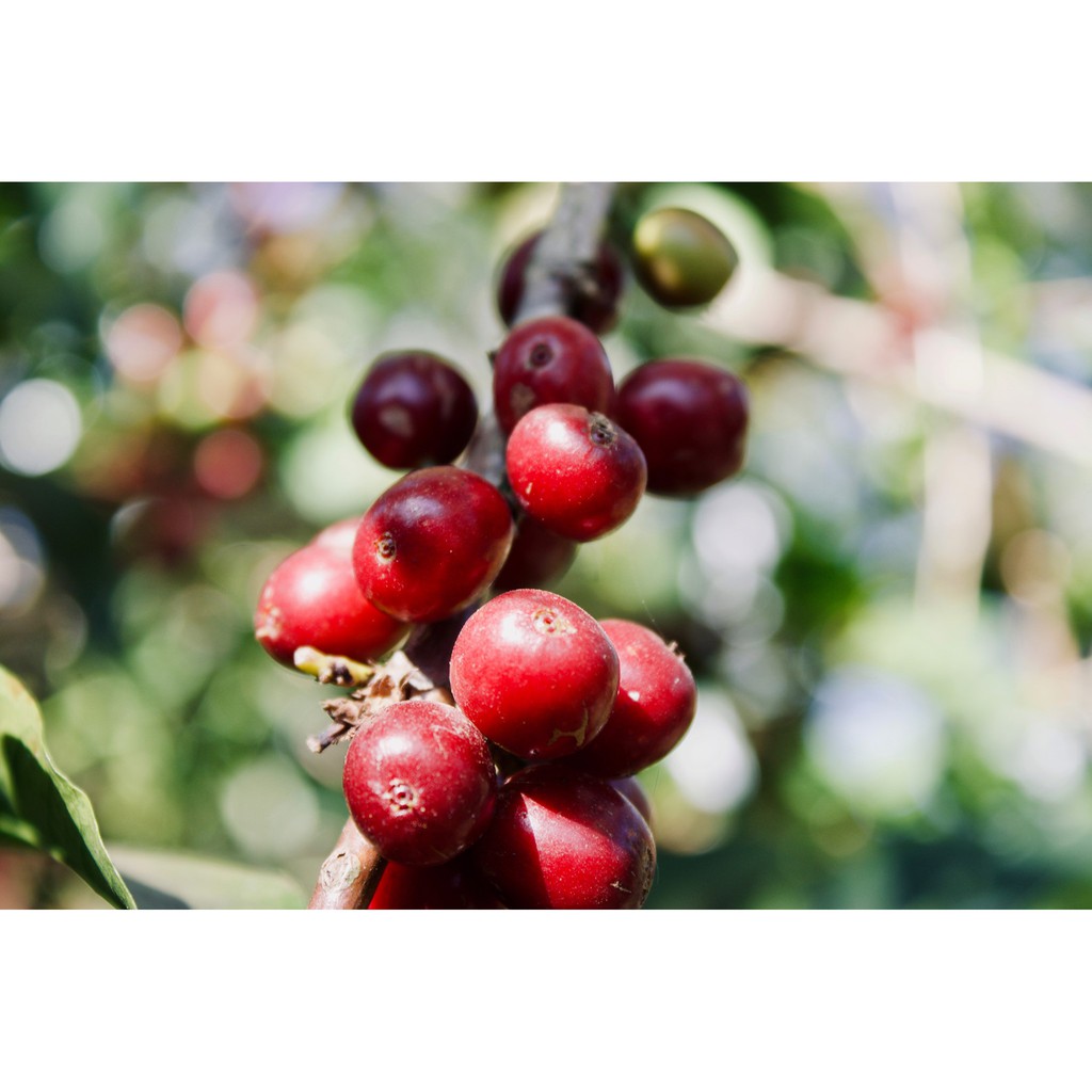 勁香團- 利穆藝伎 全紅果批次日曬 LIMU GEISHA NATURAL G1(此商品為生豆,需要經過烘培) | 蝦皮購物