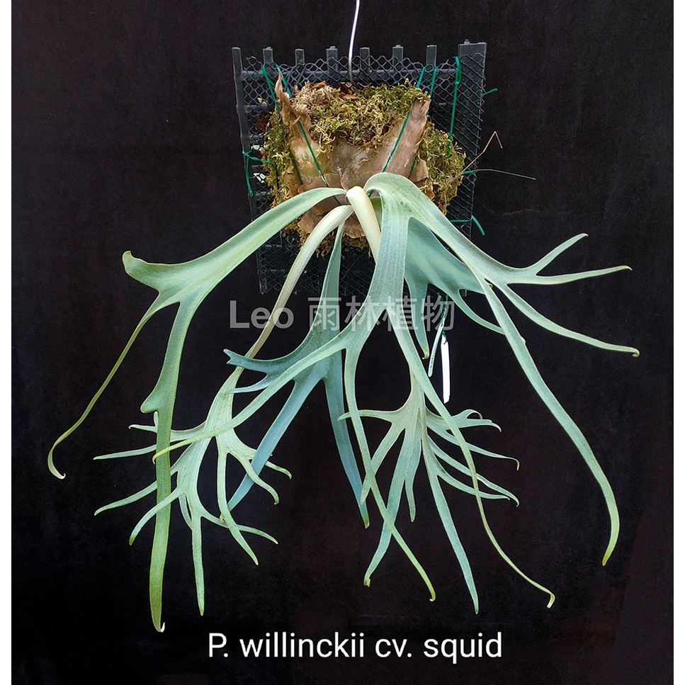 《LEO雨林植物》P. willinckii cv. squid 魷魚 鹿角蕨 | 蝦皮購物