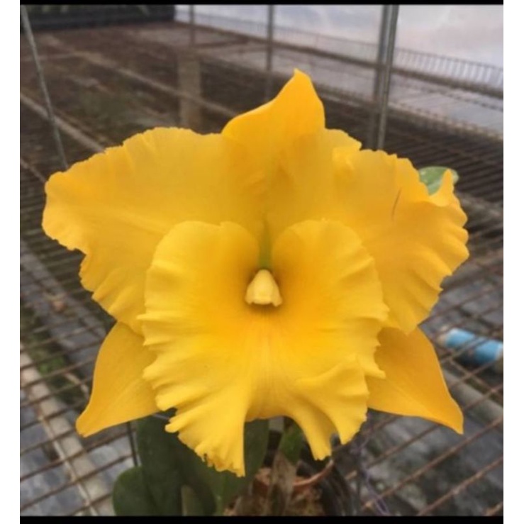 大眾蘭園 嘉德利雅蘭 Rlc. Golden Diamond Canistel 泰國黃花 | 蝦皮購物