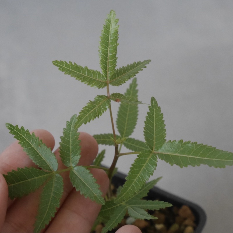 台北塊根｜Bursera lancifolia 槍葉裂欖 實生 | 蝦皮購物