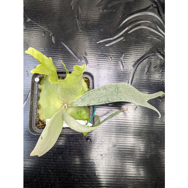 《LEO雨林植物》P. willinckii cv. White KTK #1 白爪哇 鹿角蕨 | 蝦皮購物