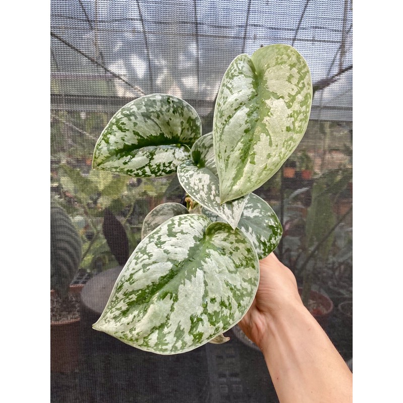 銀斑葛 Scindapsus pictus 'Trebi' | 蝦皮購物