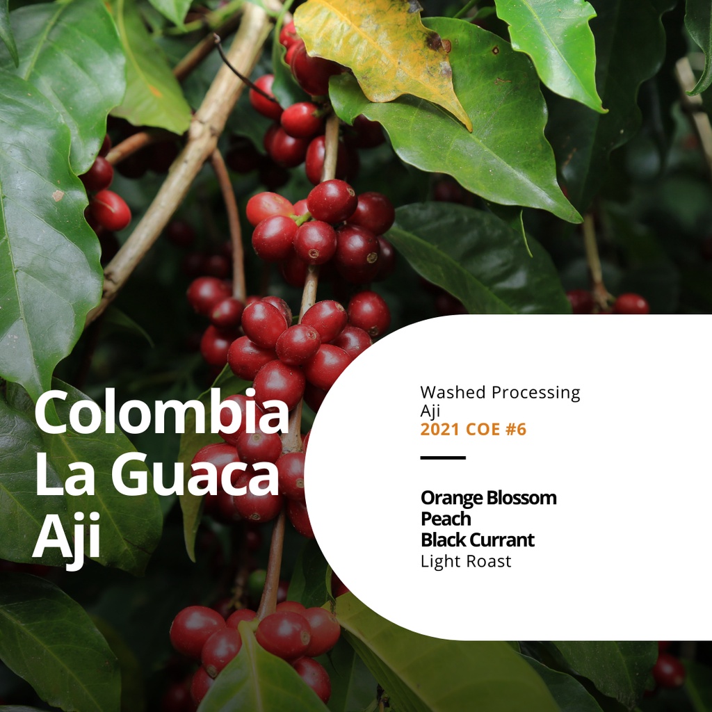 【哥倫比亞】COE得獎批次 Colombia La Guaca Aji Washed 特殊品種 | 蝦皮購物