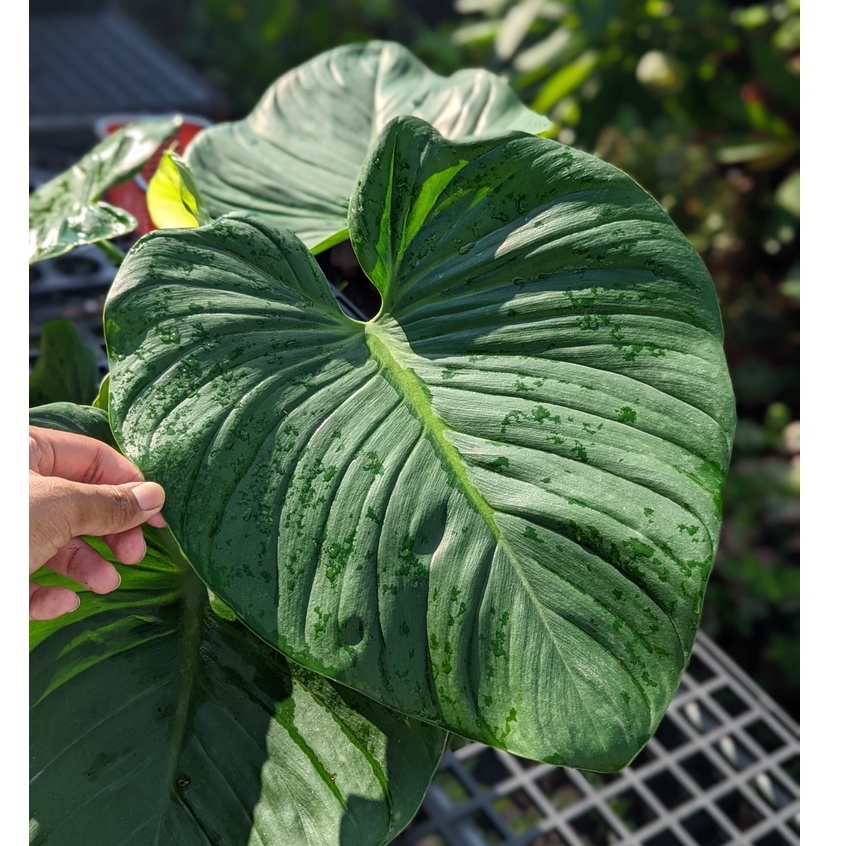 開心農元-觀葉植物- 團扇蔓綠絨 Philodendron eximium 熱門 網紅 文青必備 雨林植物 | 蝦皮購物