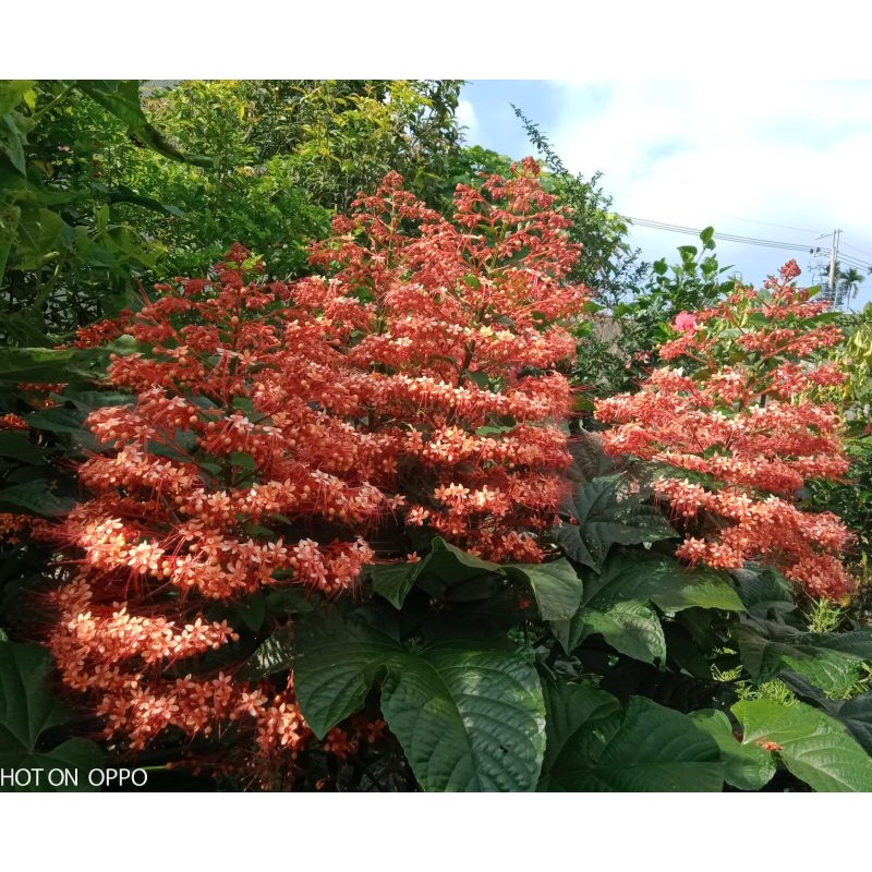 36號花園 寶塔龍船花 3吋深盆 | 蝦皮購物
