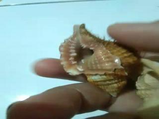 Distorsio RETICULARIS SHELLS 稀有古董貝殼系列 | 蝦皮購物