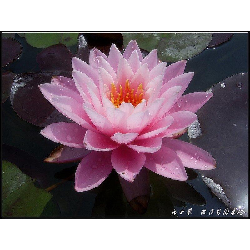 水世界 蓮花~高級 耐寒系 睡蓮 觀音蓮 彼得 斯洛庫姆 'Peter Slocum成株 | 蝦皮購物