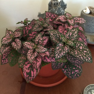 紅舖子 焉蔓 3吋盆栽焉紅 | 蝦皮購物