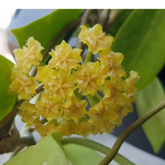滿額免運 毬蘭 棉德島亮黃 Hoya mindorensis lite yellow | 蝦皮購物