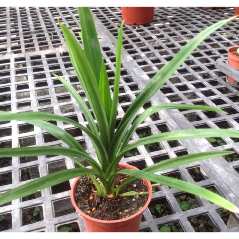 香草植物：（香蘭苗） | 蝦皮購物