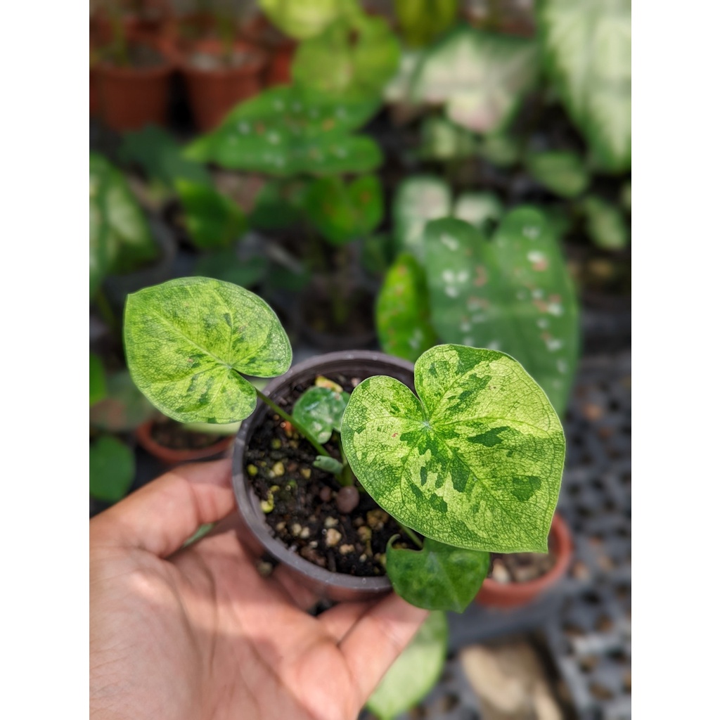 開心農元-觀葉植物- 天使之翼 彩葉芋 Caladium sp. 熱門 網紅 文青必備 雨林植物 | 蝦皮購物