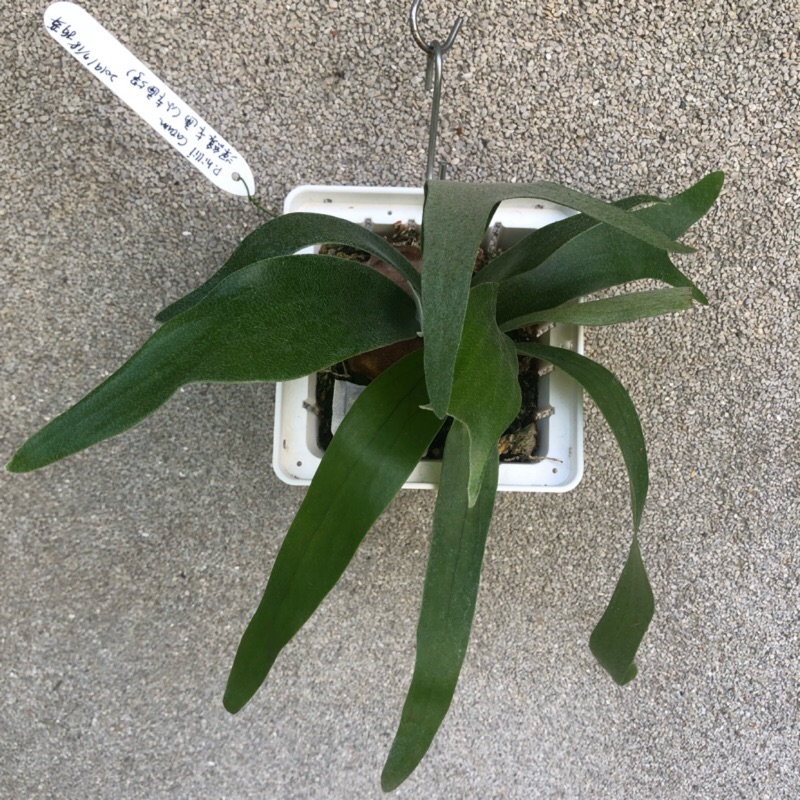 鹿角蕨 深綠卡通 P.hillii Catum (5） | 蝦皮購物