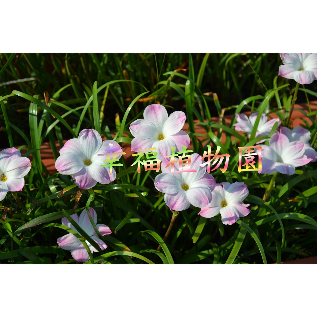 [幸福植物園]風雨蘭 莉莉派(Zephyranthes sp.Labuffarosa Lily Pies) | 蝦皮購物