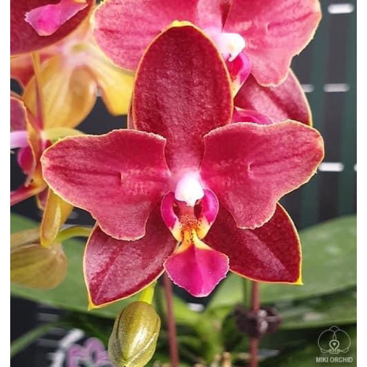 紅星蝴蝶蘭花變異Phal. Sogo Red Star | 蝦皮購物