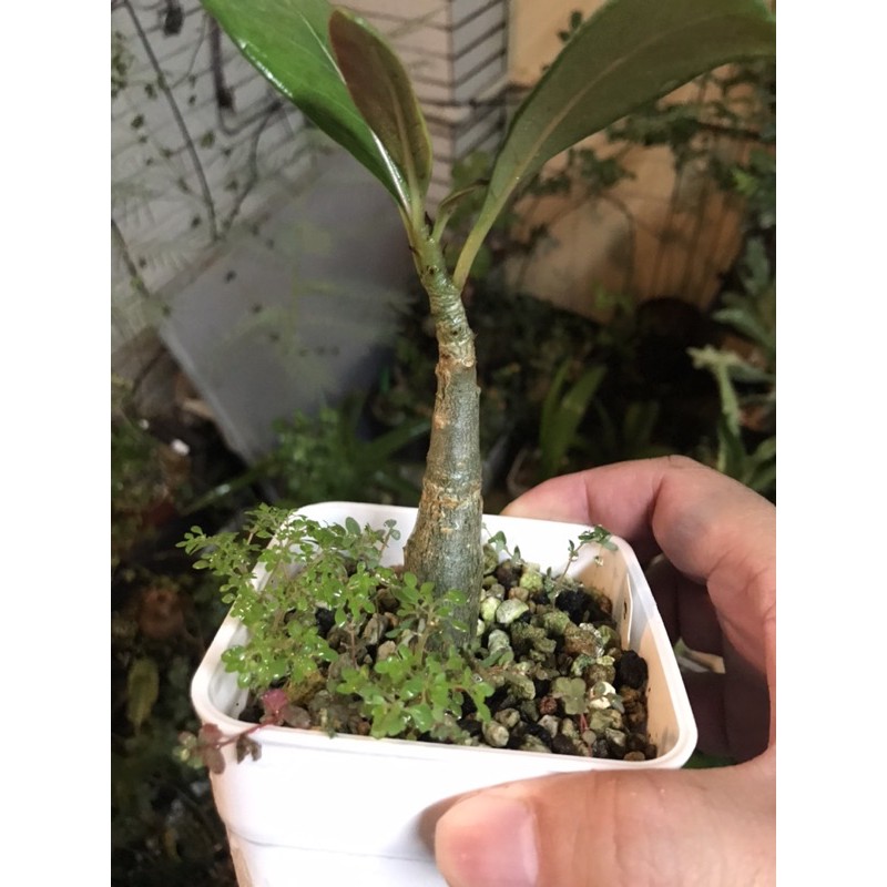 adenium dhofarense 原生種沙漠玫瑰 | 蝦皮購物
