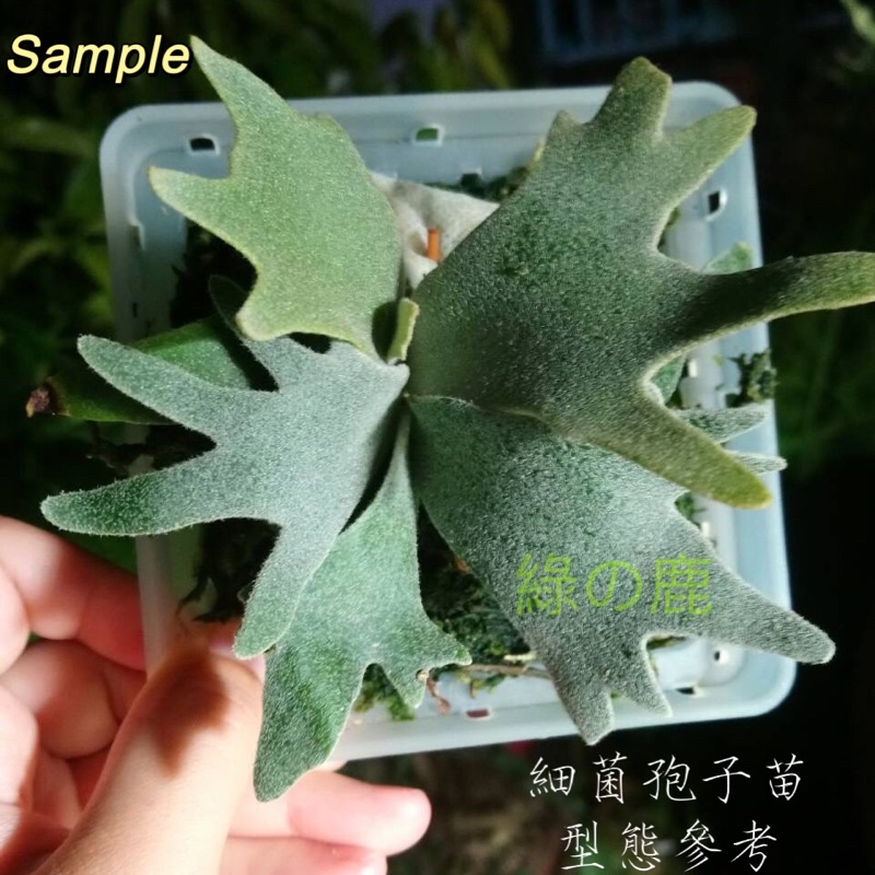 鹿角蕨特價優惠/細菌孢子苗/侏儒P.willinckii Bacteria 鹿角蕨特價優惠/細菌孢子苗/侏儒P.willinckii Bacteria