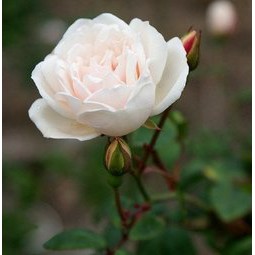 百慕達"Bermuda Spice"~神秘的古老品種~六吋盆~悠遊山城(創始店)~特價350 | 蝦皮購物