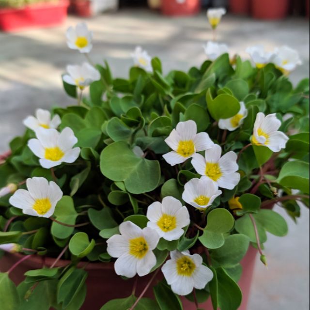 Oxalis simplex 小屁屁酢醬草 12球50元 ️維娜花園 ️ | 蝦皮購物
