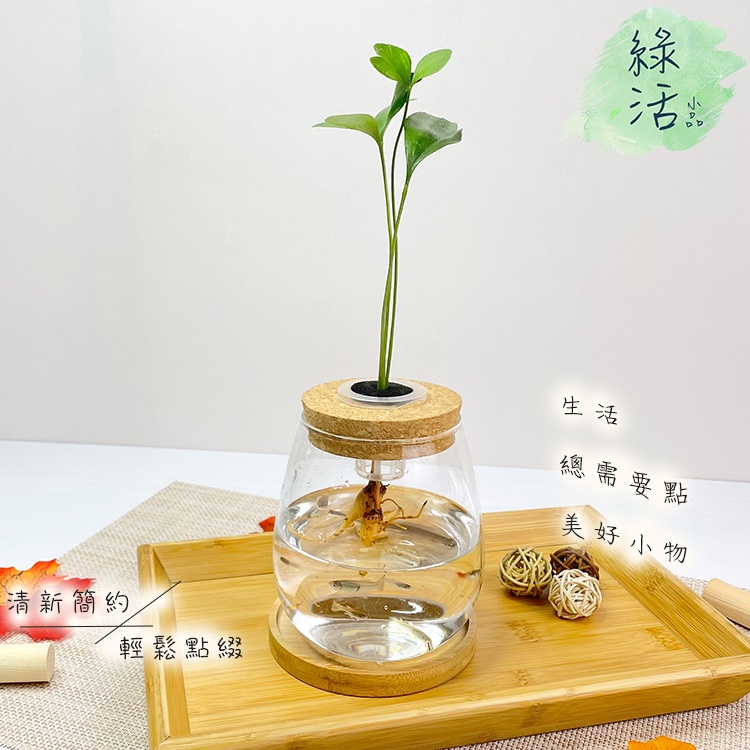 【理想小品】幸運樹【現貨】水耕盆栽 玻璃胖胖瓶 無土種植 簡單種植 觀葉植物 室內植物 飾品 創意花盆 盆栽 | 蝦皮購物