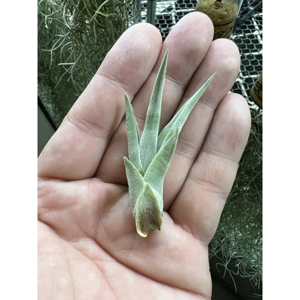 空氣鳳梨 barfussii（ Large）（我鳥） | 蝦皮購物