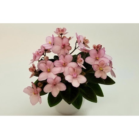 非洲堇 - 非洲紫羅蘭葉片 - Morgan's Mrs. Pitman - 非洲菫 | 蝦皮購物