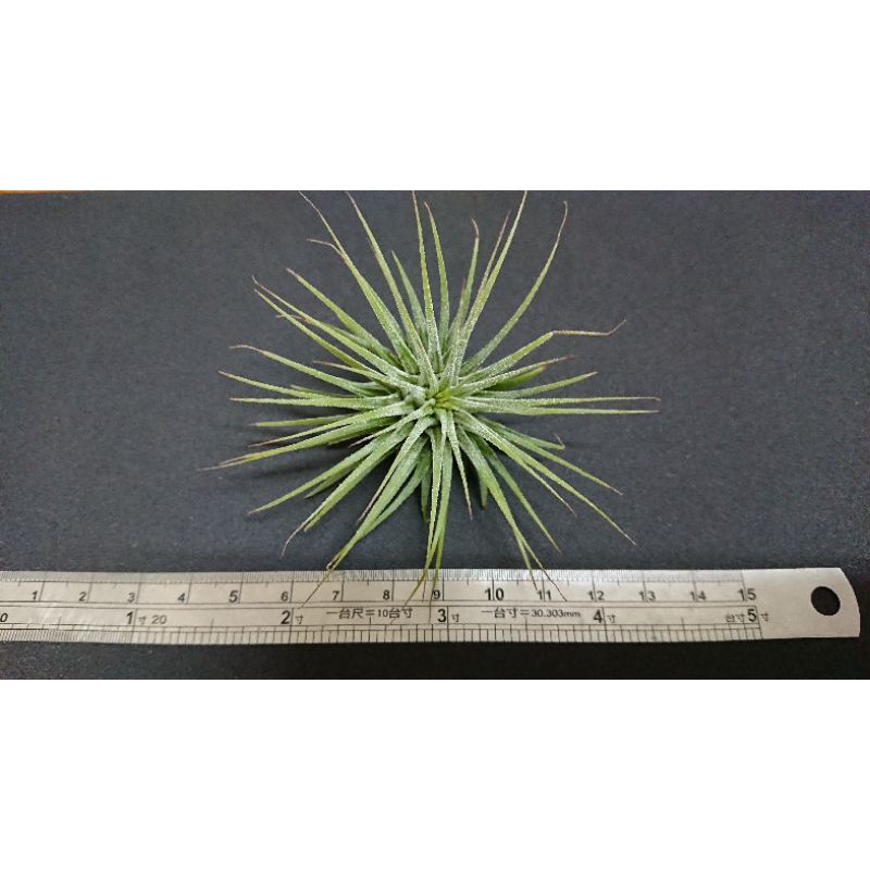 [泰國]空氣鳳梨 束花小精靈T. ionantha 'stricta'(Thailand) | 蝦皮購物
