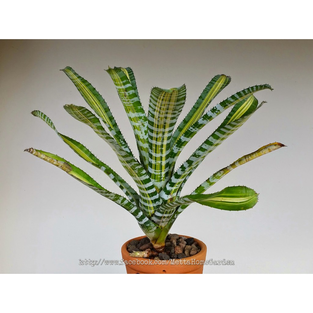 Aechmea chantinii 'Samurai' (武士) 積水鳳梨 蜻蜓屬 斑馬紋濃白 返祖株 觀葉 天南星參考 | 蝦皮購物