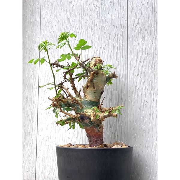 艾米沒藥橄欖Commiphora eminii 扦插株 塊根植物 | 蝦皮購物