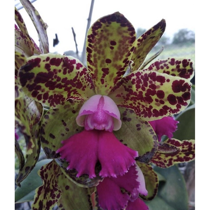 嘉德利亞蘭分生苗盆栽：Rlc.Yuan Dung Python “大蟒蛇” | 蝦皮購物