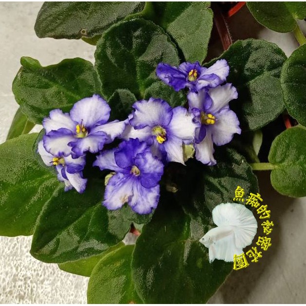 3吋盆 [ Optimara Chico 紫白色系非洲菫盆栽 非洲紫羅蘭盆栽] 多年生植物.出貨時不一定有花!! | 蝦皮購物
