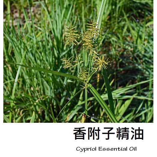 【ls】香附子精油 Cypriol Essential Oil (莎草精油) | 蝦皮購物