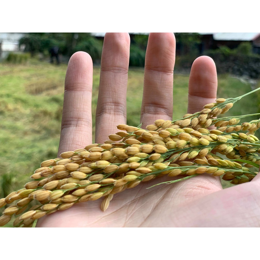 超值價 關山米(白米) 普羅米 PRO RICE 新米 2KG 小農自產自銷 | 蝦皮購物