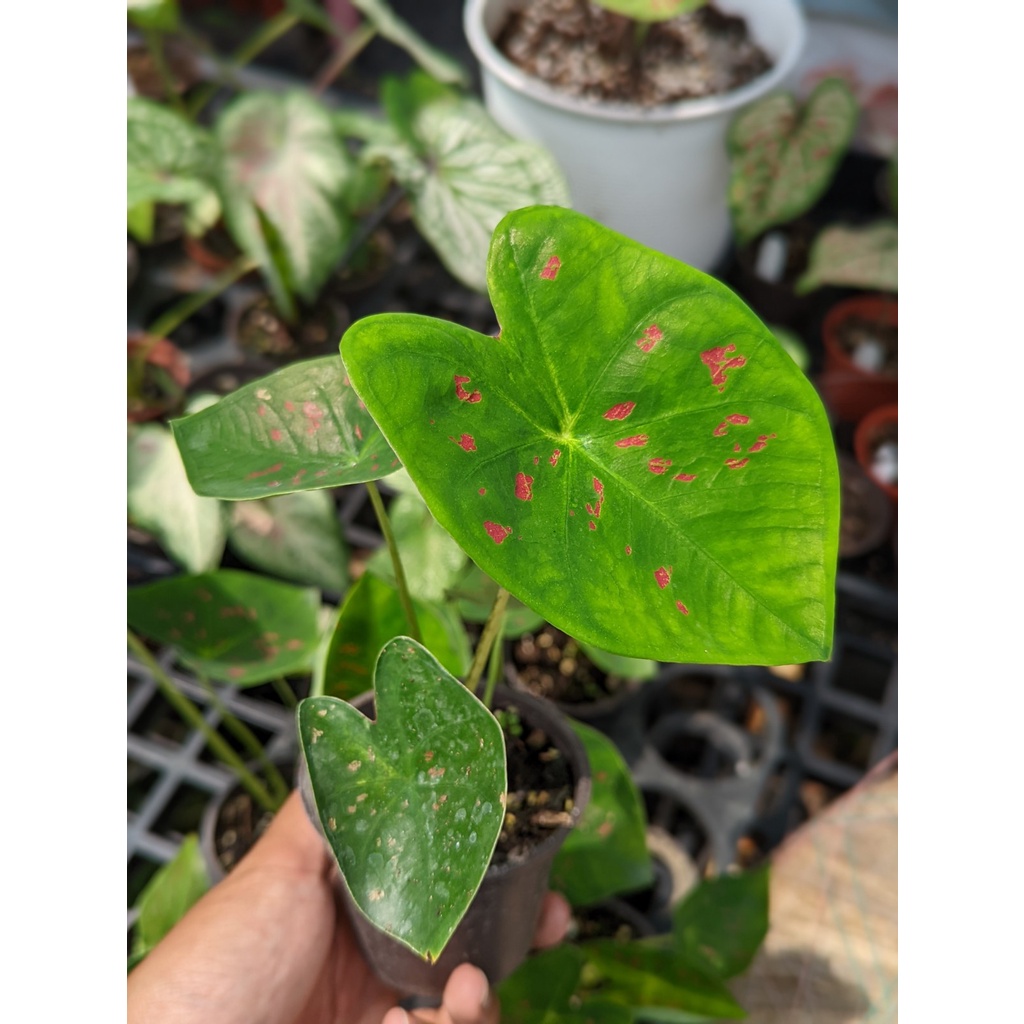 開心農元-觀葉植物- 天使之翼 彩葉芋 Caladium sp. 熱門 網紅 文青必備 雨林植物 | 蝦皮購物