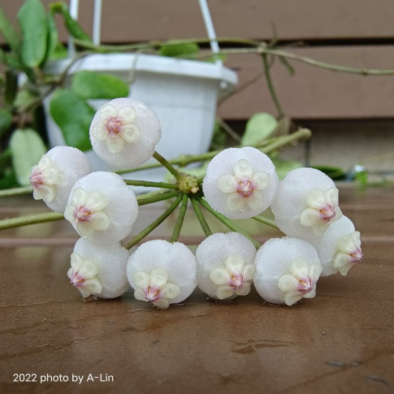 依編號一物一拍 Hoya square leaf 四角毬蘭 四角 毬蘭 滿200出貨 | 蝦皮購物