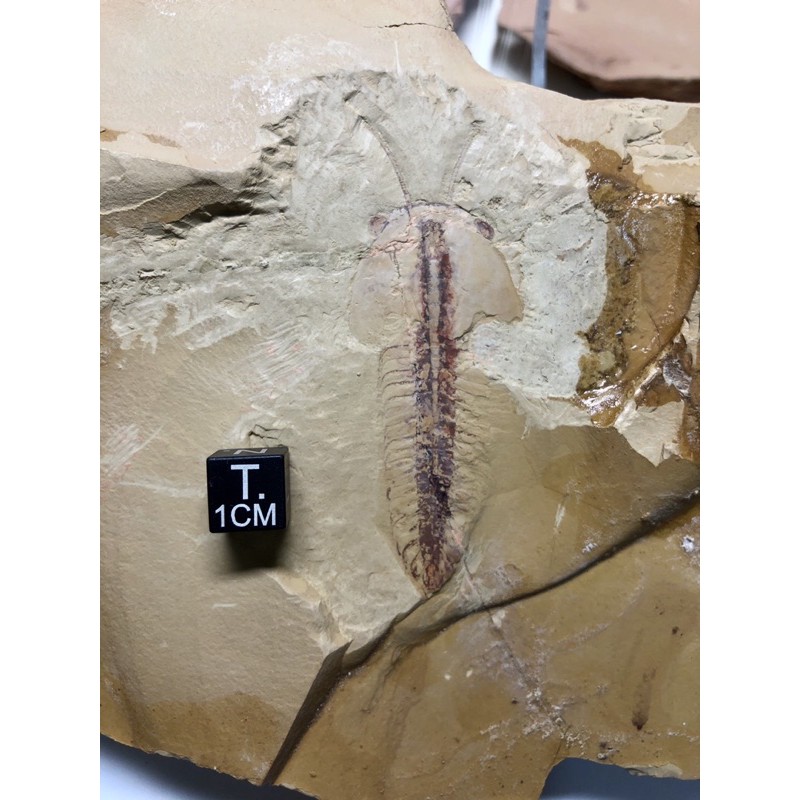 澄江生物群 灰姑娘蟲 Cindarella eucalla | 蝦皮購物