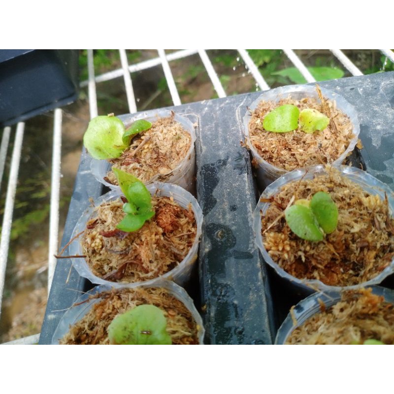 捲捲鹿 孢子苗 鹿角蕨 P.FSQ FoongSiQi 1.5吋盆 | 蝦皮購物