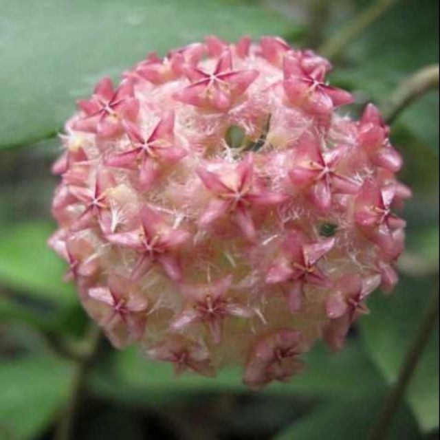 毬蘭 hoya mindorensis pink 棉德島粉色 | 蝦皮購物