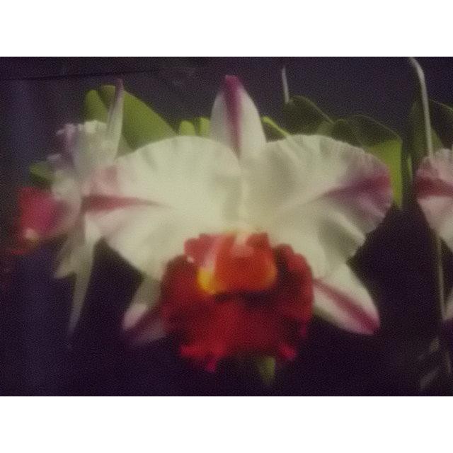 大眾蘭園 嘉得利雅蘭 Blc.Kuwale Gem“白劍英” | 蝦皮購物