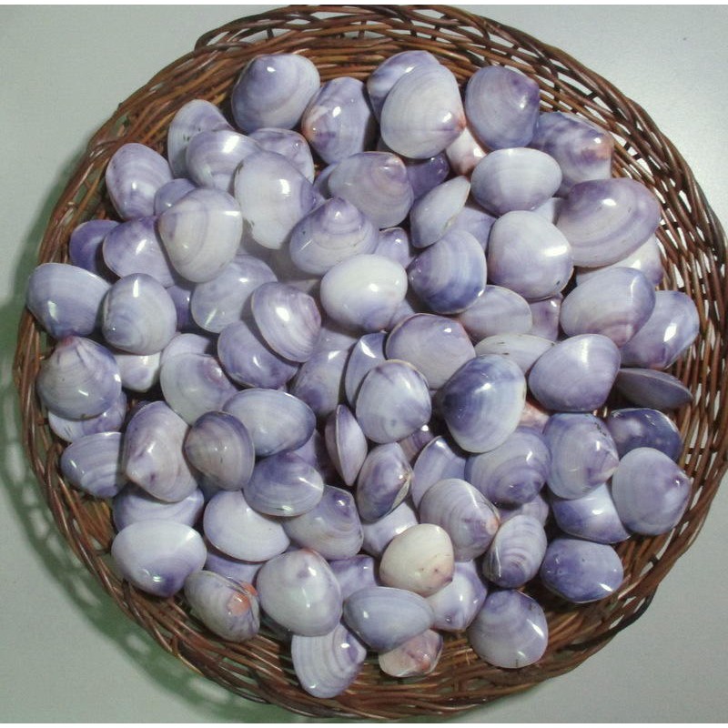 【阿草雜貨舖】-＊紫蛤 Batissa violacea＊- 約2公分~2.8公分，產地：菲律賓 | 蝦皮購物