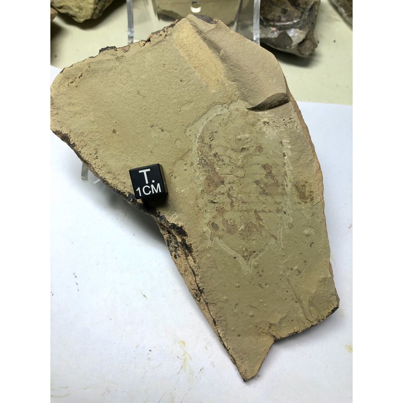 澄江生物群 寬跨馬蟲 Kuamaia lata | 蝦皮購物