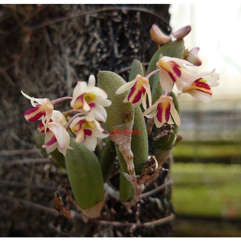 “迷你”Dendrobium rigidum ( Dockrillia rigida ) 【稀有罕見】 《彎刀》石斛 | 蝦皮購物