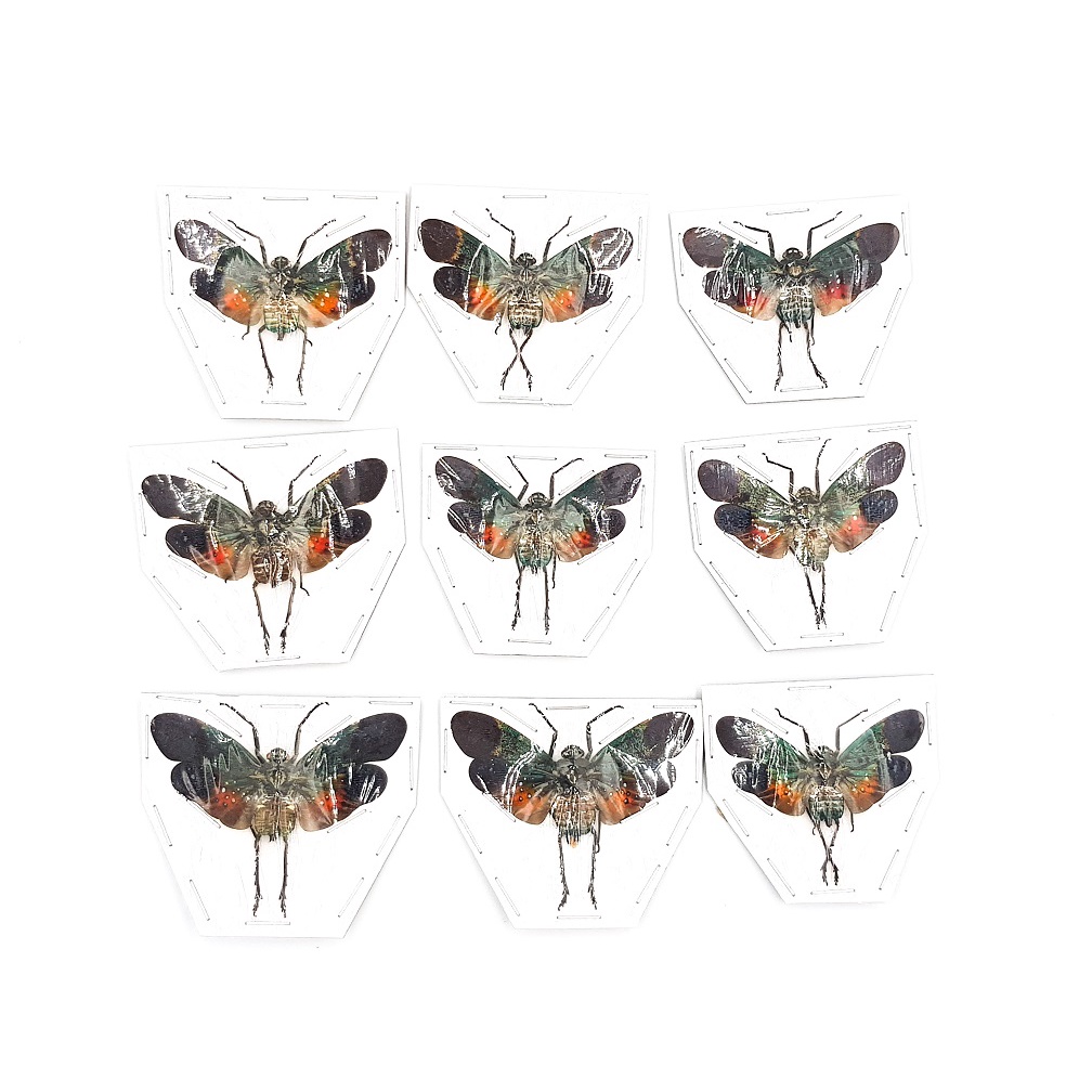 【黃金蟲蘭 網路商店】精靈薄翅蟬(Penthicodes farinosa peleng) 標本 | 蝦皮購物