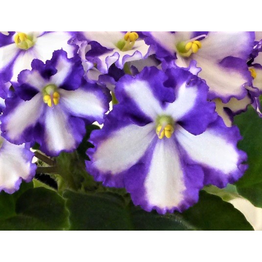 孵孵樂 – 非洲菫/非洲堇/非洲紫羅蘭 – Optimara Chico 葉片販售 | 蝦皮購物