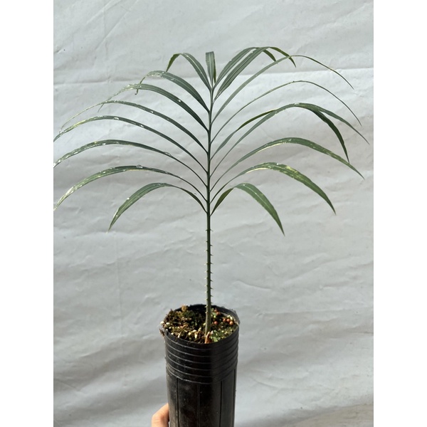 【花痴植人】Cycas macrocarpa 蘇鐵 鐵樹 | 蝦皮購物
