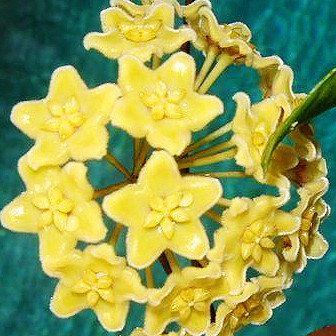 植物 聊聊回訊息才會出貨 一物一拍 Hoya dimorpha 毬蘭 美葉 美花 植物 滿200出貨 | 蝦皮購物