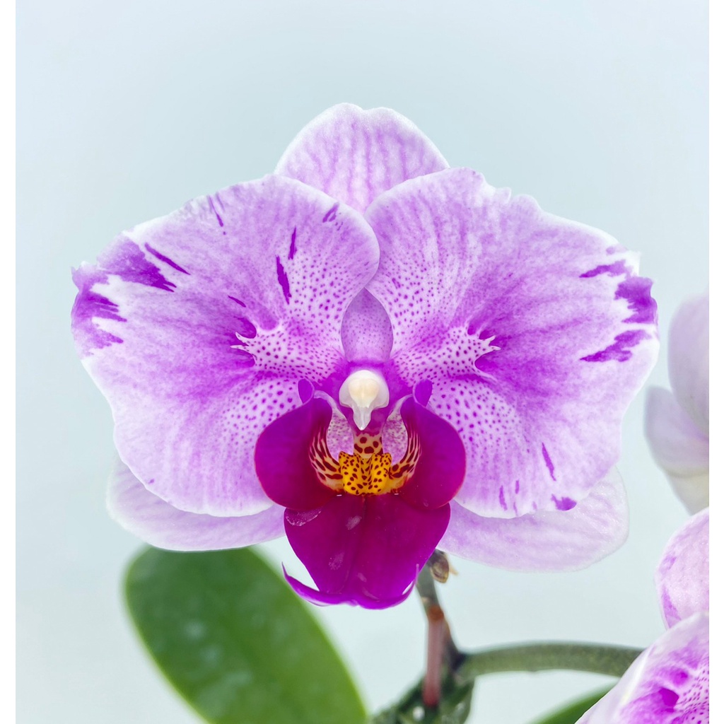 Phal. Ching Ann Gem 'peloric' 三唇瓣分生苗，花照僅供參考 | 蝦皮購物