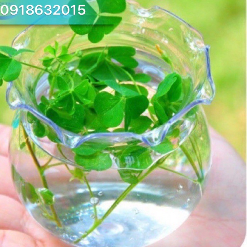 玻璃魚池迷你桌面魚缸 5cm x 7cm | 蝦皮購物