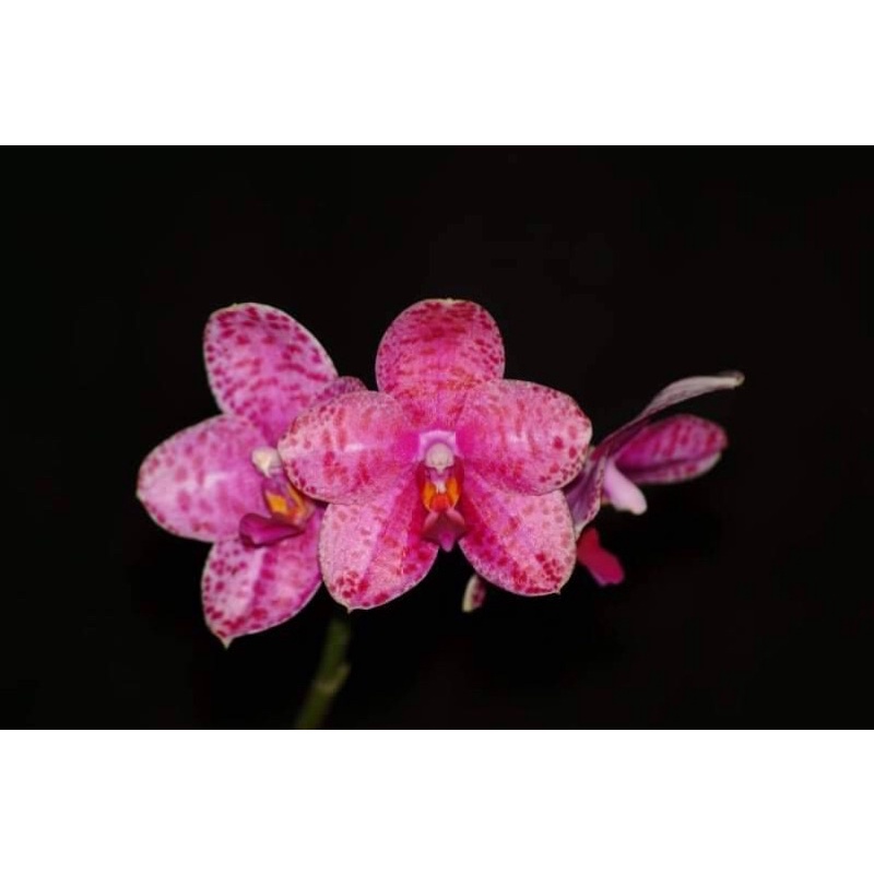 【芃程蘭舍】Phal. Formosa San Fan “Hsia 435” 2.5吋分生成株 | 蝦皮購物